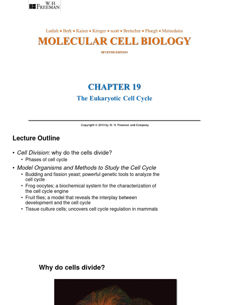 Class I-Intro To Cell Cycle | Download Free PDF | Mitosis | Cell Cycle
