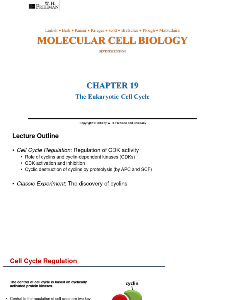 Class II - Regulation of CDK Activity | PDF | Cell Biology | Cellular ...