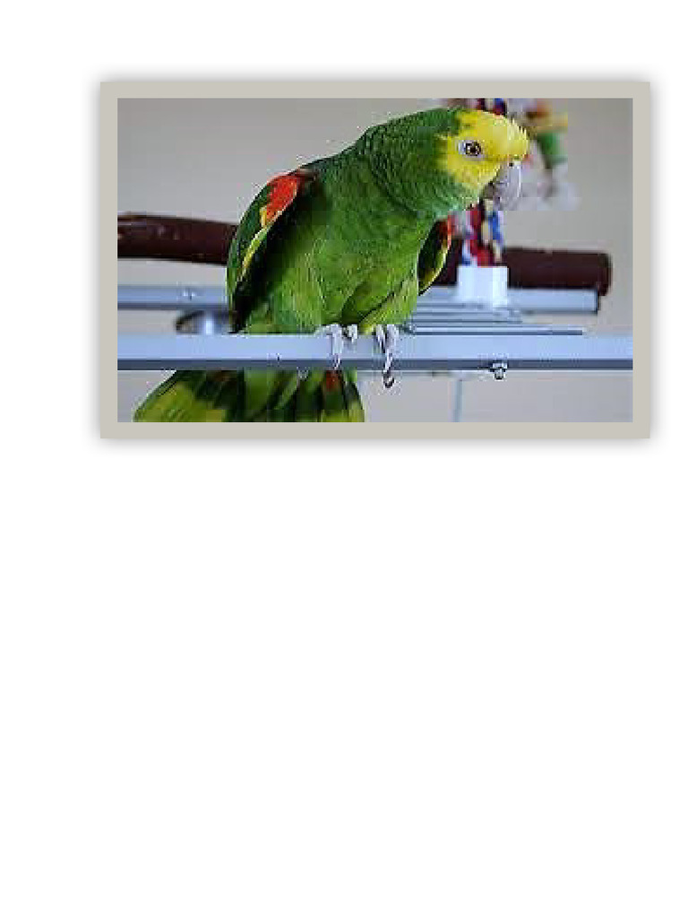 Loro 3 de Pedrito | PDF