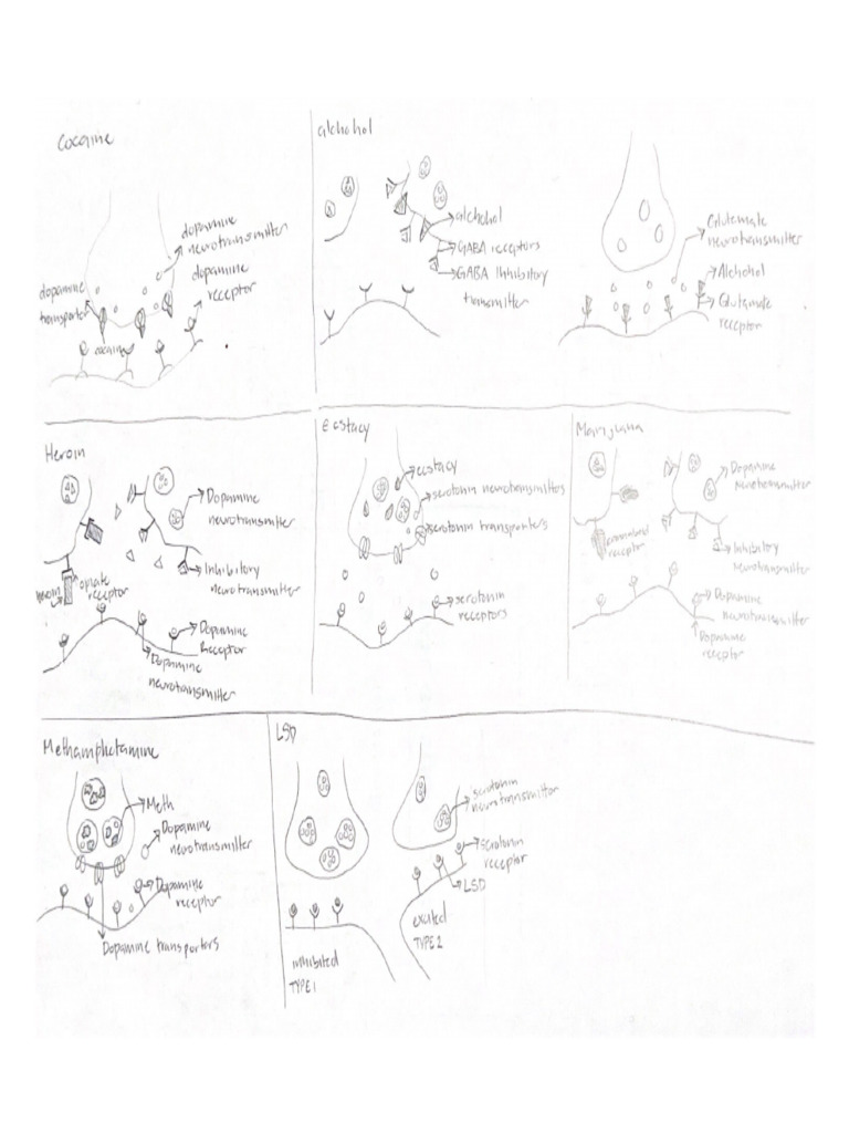 Dopamine | PDF