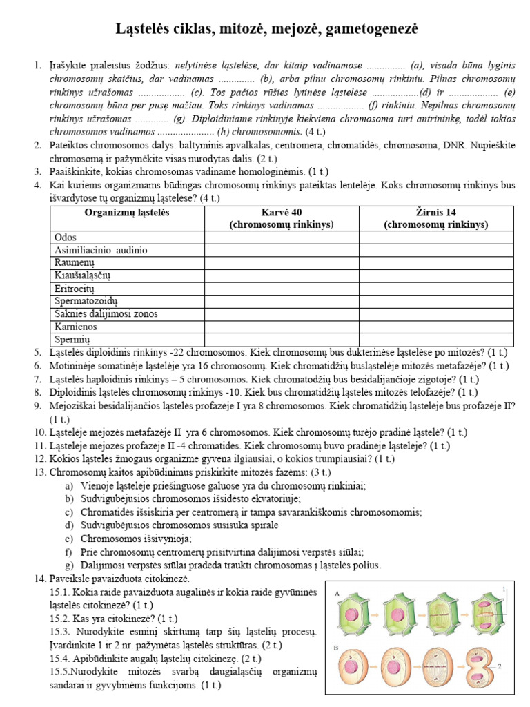 III KL - Lasteles Ciklas, Mitoze, Mejoze, Gametogeneze | PDF
