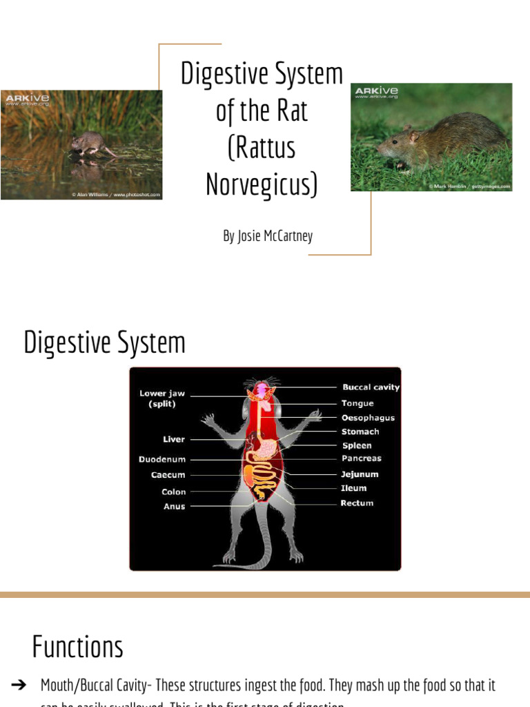 Rat Digestive System - 1010-000000E665C3E844 | PDF | Stomach | Human ...