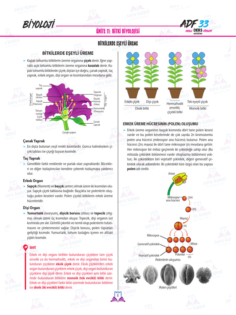2024 Ayt Adf Föy 33 Bi Tki Lerde Eşeyli üreme Kubi Laykurnaz Pdf