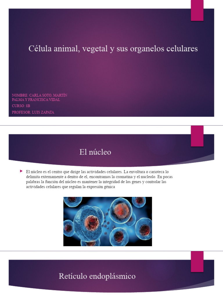Célula Animal, Vegetal y Sus Organelos Celulares | PDF | Biología ...