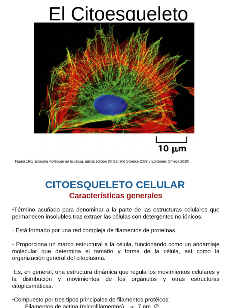 CITOESQUELETO | PDF | Microtúbulos | Biología Celular)