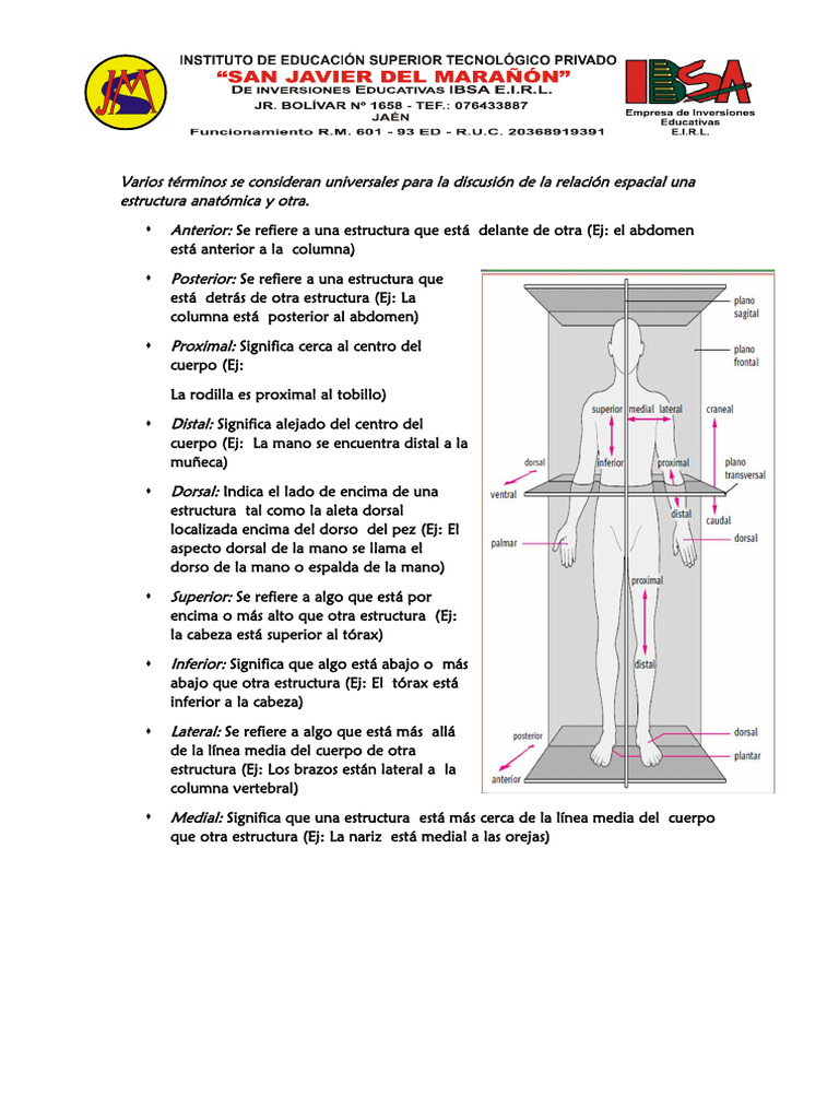 Términos Anatómicos y Estructuras | PDF | Articulación | Términos ...