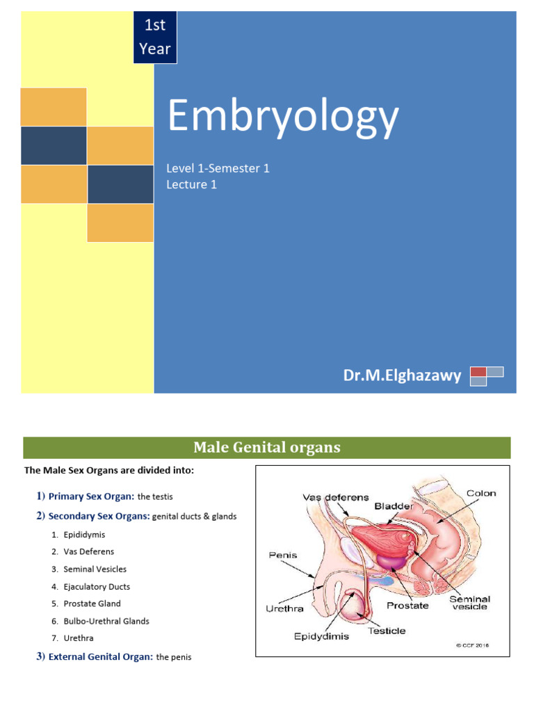 Male And Female Genital Organs Pdf Uterus Sex Organ