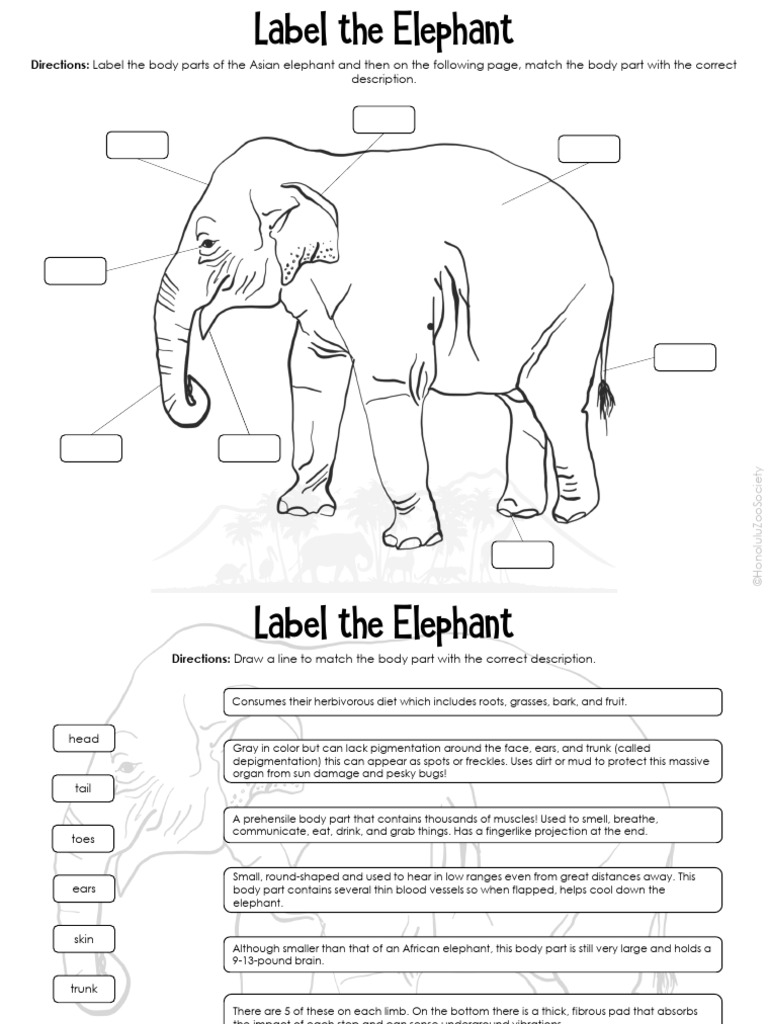Label-the-elephant | PDF | Elephant | Insects