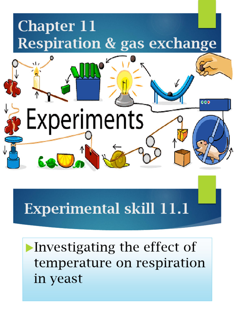 Chapter 11 Experiments | PDF | Breathing | Cellular Respiration