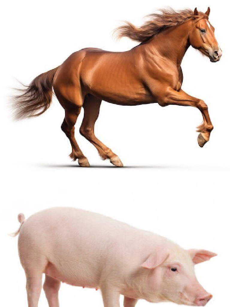 Animales Fondo Blanco | PDF