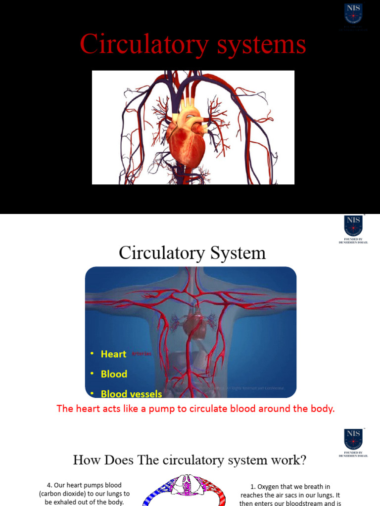 Circulatory System Basics | PDF
