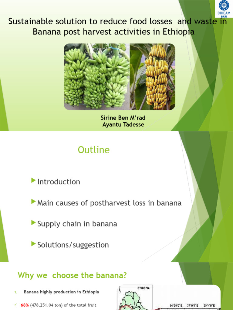 Ethiopia Banana Presentation | PDF | Banana