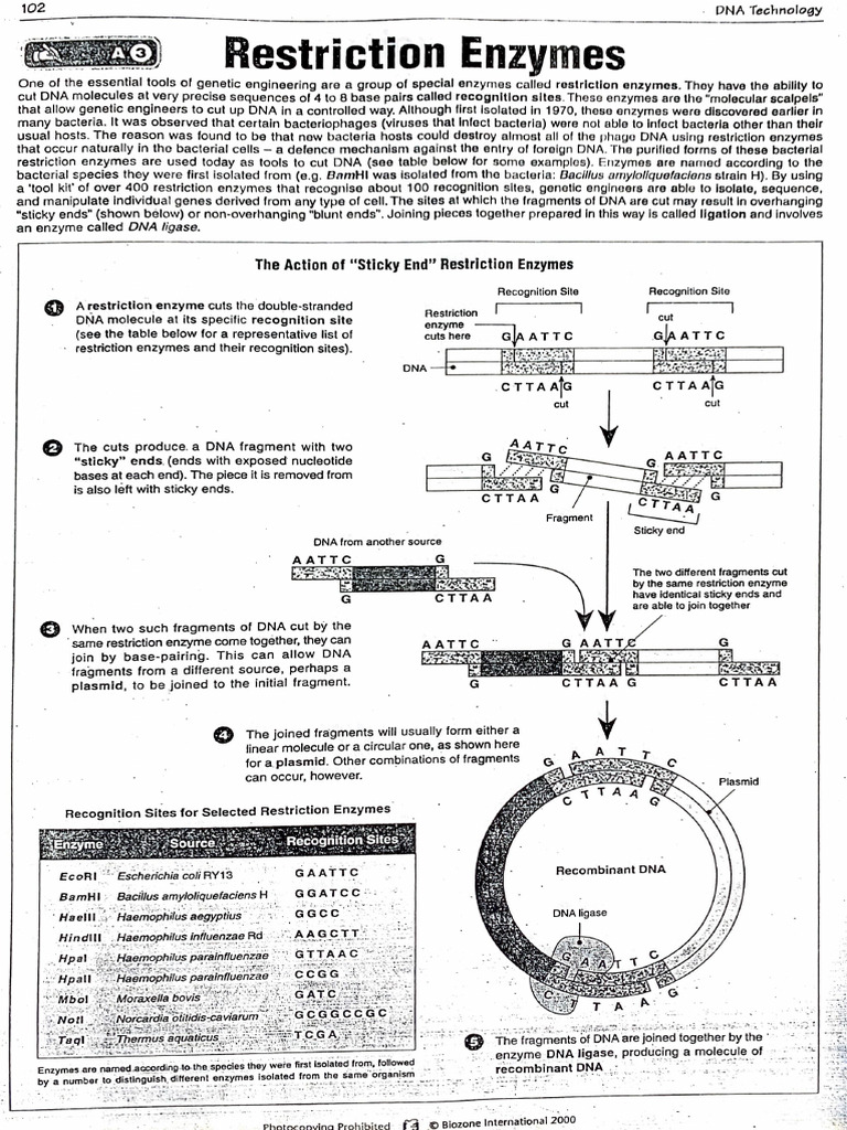 Restriction Enzymes | PDF | Restriction Enzyme | Genetic Engineering