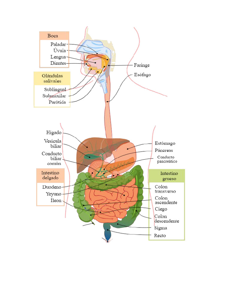 Partes del Aparato Digestivo Infantil | PDF | Tracto gastrointestinal ...