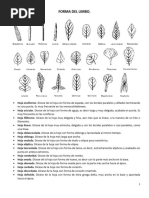Tipos de hojas según su forma y estructura | PDF | Hoja | Botánica