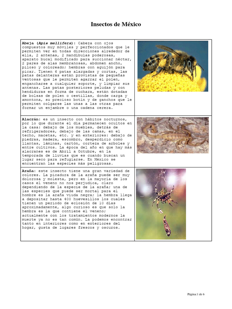 Insectos de México | Descargar gratis PDF | Insectos | Mosquito