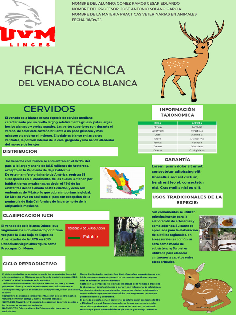 Diagrama De Anatomía Del Venado Cola Blanca Cráneo De Venado PNG
