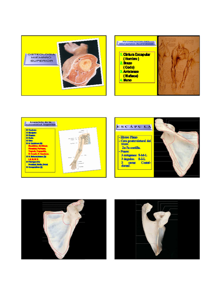 Cingulo Pectoral | PDF | Hombro | Anatomía