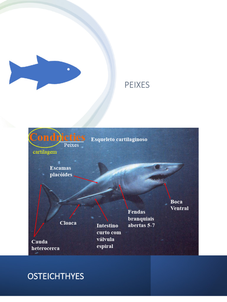 Aula 6 Osteichthyes | PDF | Peixes | Zoologia