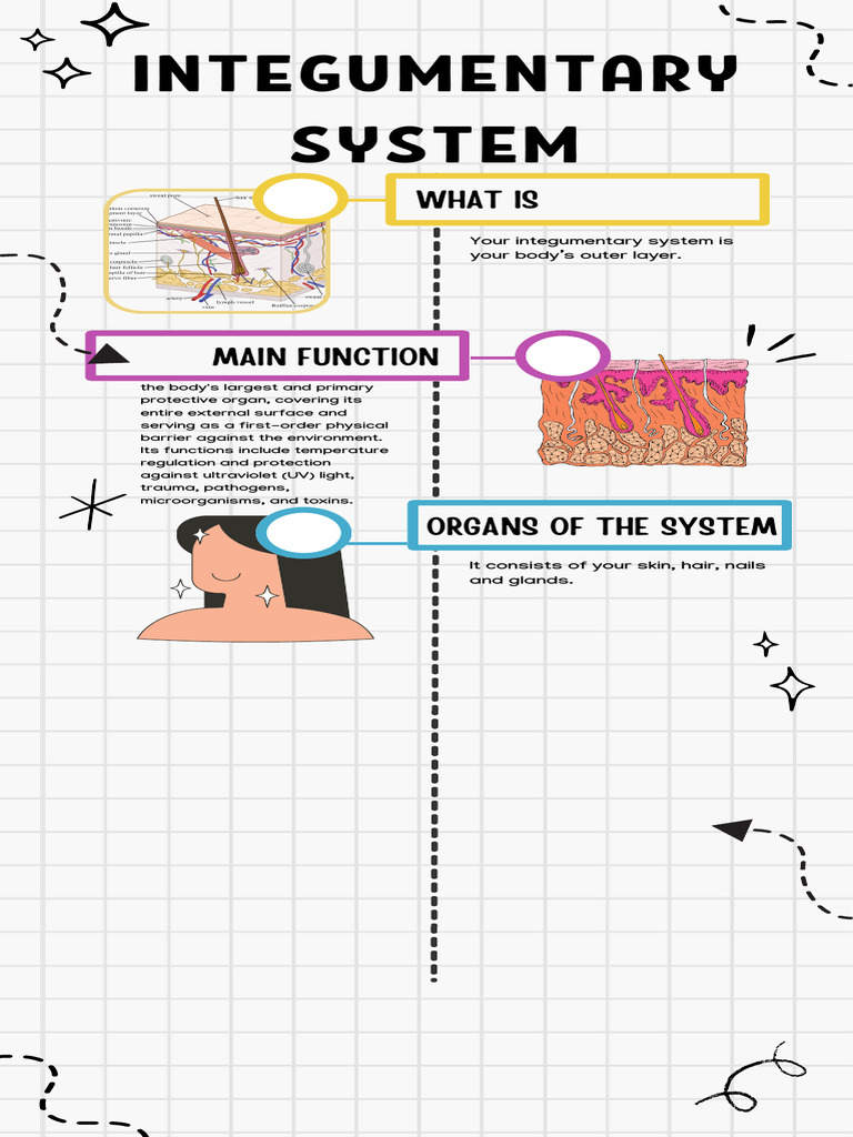 Integumentary System Overview and Functions | PDF | Wellness