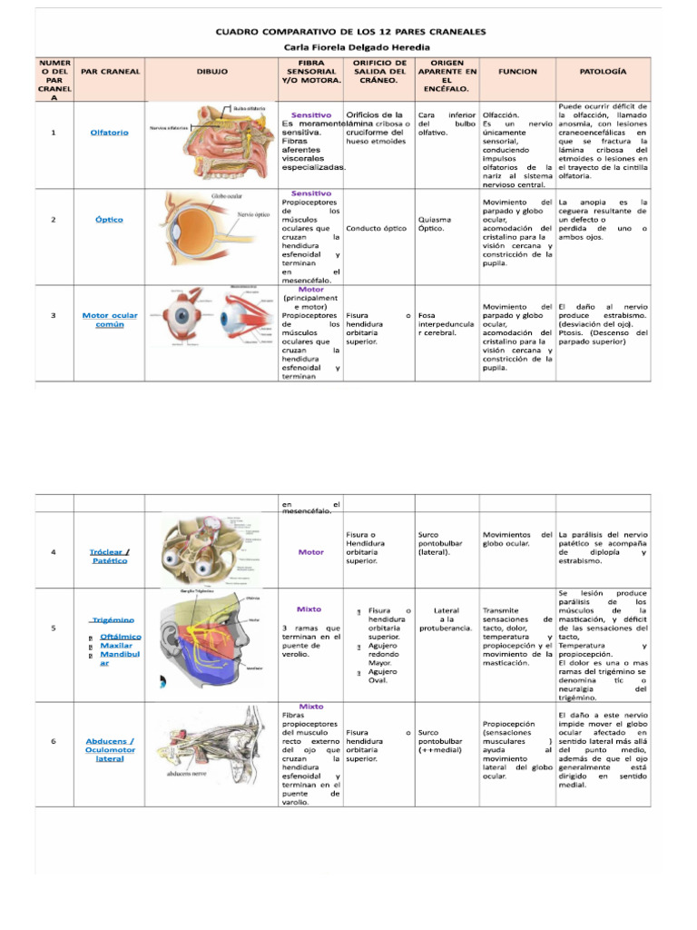 Cuadro Comparativo de Los 12 Pares Craneales - Compress | PDF