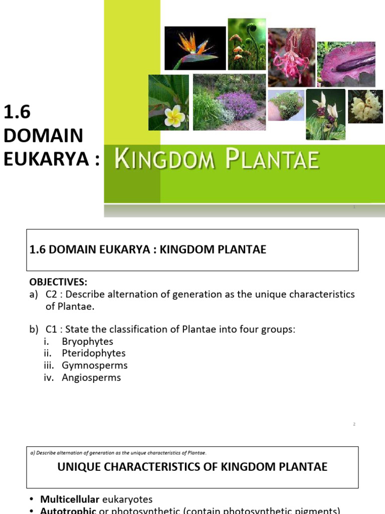 Biodiversity 1 6 Plantae Pdf Spore Ploidy