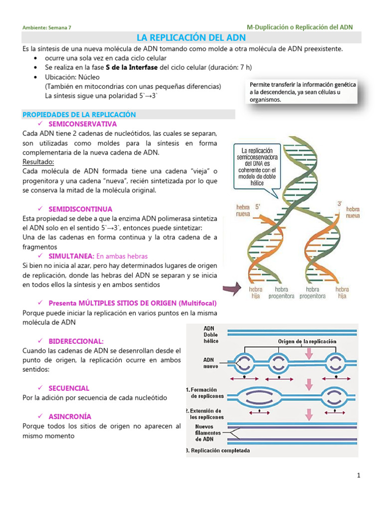 Duplicación o replicación del ADN | PDF | Replicación De Adn | Adn