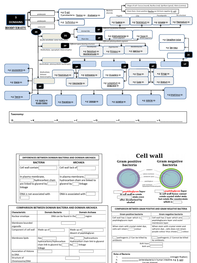 Biodiversity-Handout Latest | PDF | Bacteria | Gram Positive Bacteria
