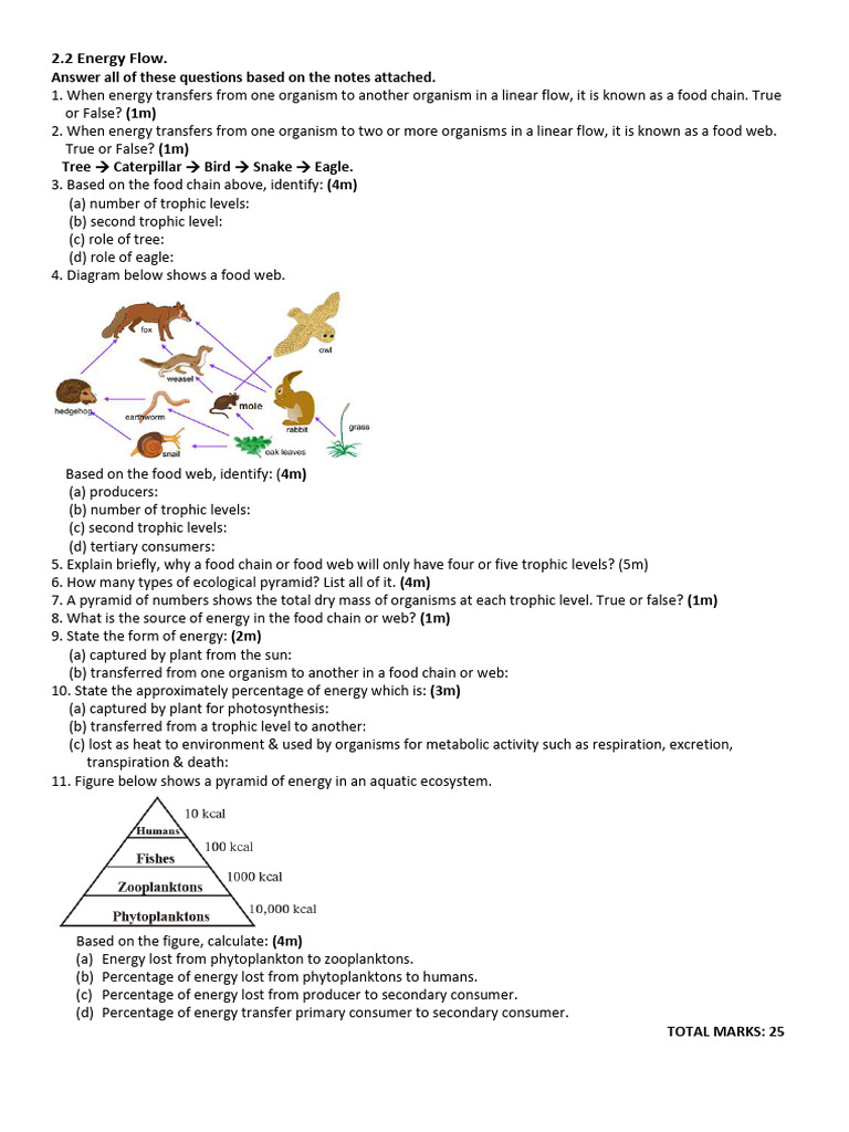 Energy Flow Practice Worksheet #2 | PDF