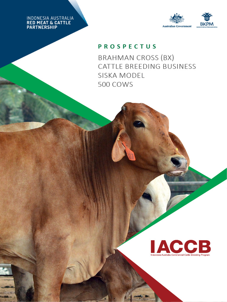 SISKA 500 Cows 10 Years (AUD) | PDF | Cattle | Internal Rate Of Return