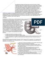 Anatomía detallada del canal anal | PDF | Intestino grueso | Membrana ...