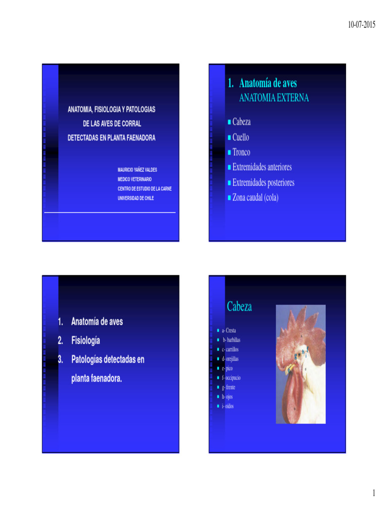 Anatomia Fisiolog A Patolog A | PDF | Tórax | Sistema digestivo humano