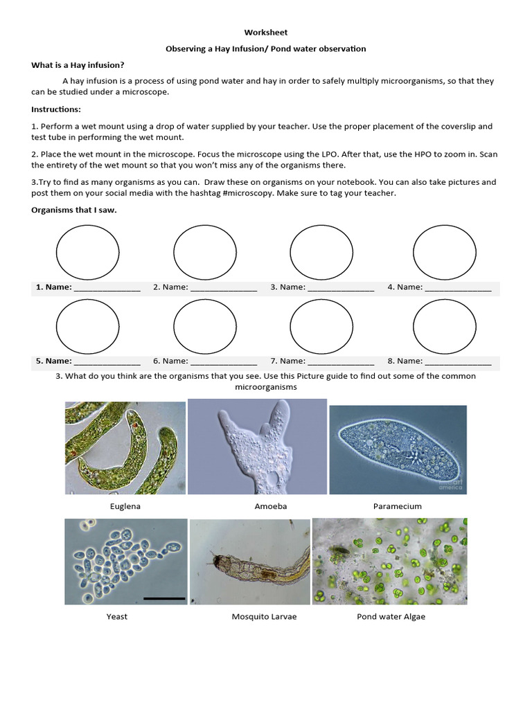 Worksheet Hay Infusion | PDF