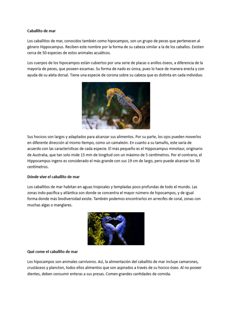 Curiosidades del Caballito de Mar | PDF | Zoología