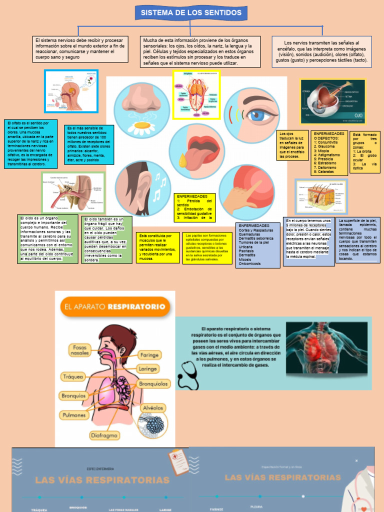 Los Sentidos y su Función Vital | PDF | Sistema respiratorio | Respiración