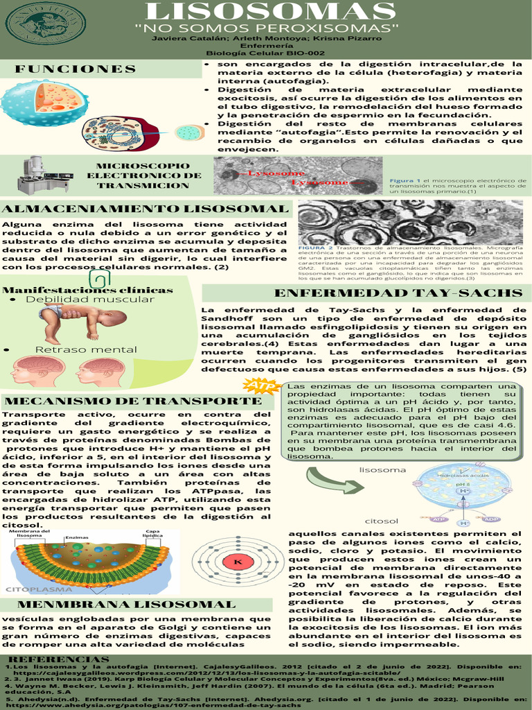 Infografia Lisosomas | PDF | Lisosoma | Biología Celular