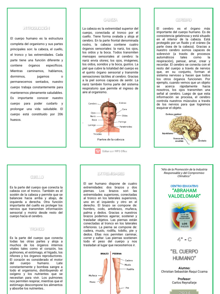TRIPTICO DEL CUERPO HUMANO (S) | PDF | Cerebro | Anatomía