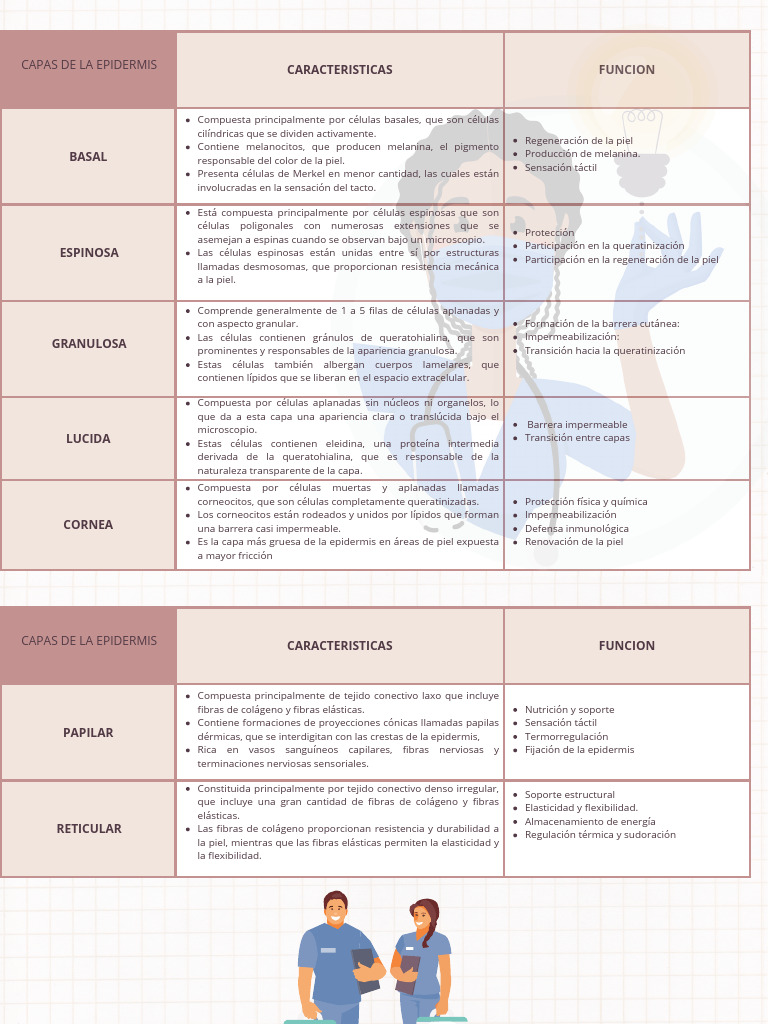 Epidermis Pdf Piel Epidermis