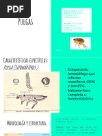 PULICOSIS | PDF