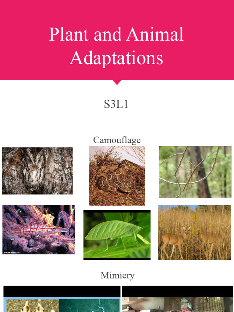 Plant and Animal Adaptations Explained | PDF | Plants | Botany