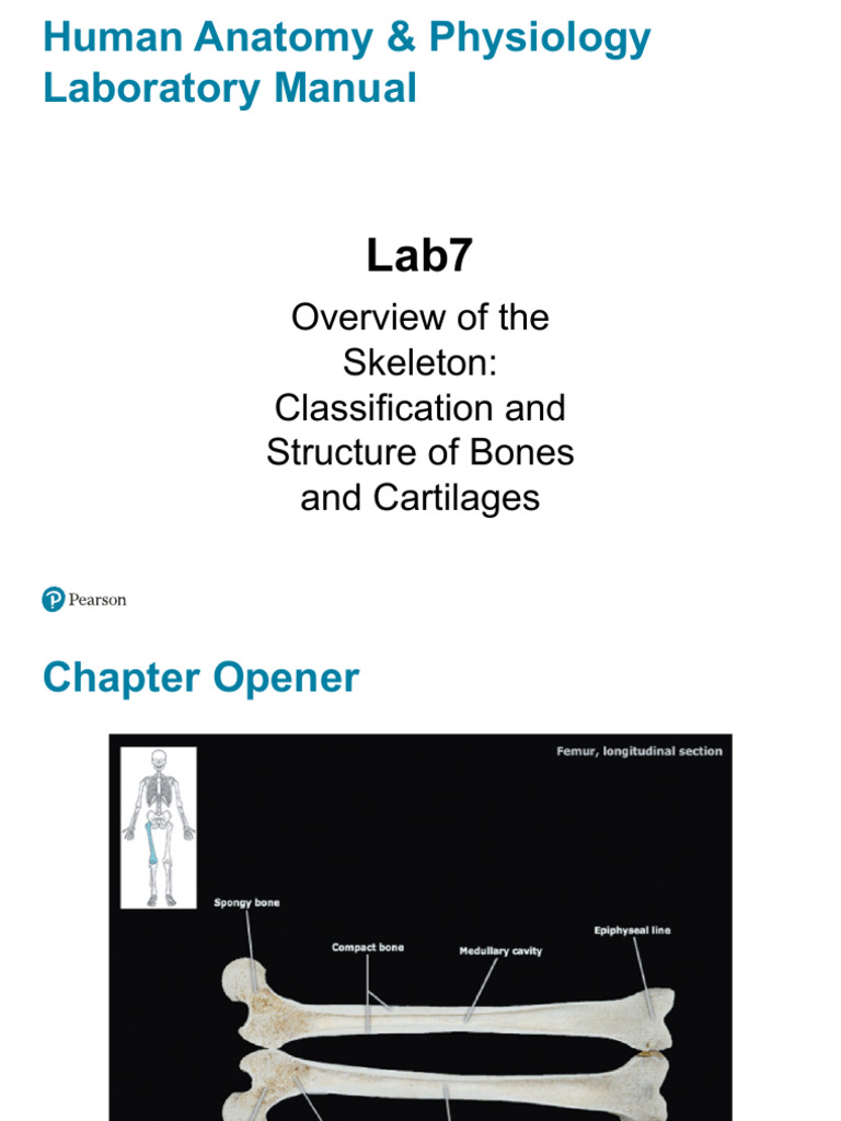 Lab - 07 - Lecture Human Skeleton Notes | PDF | Skeleton | All Rights ...