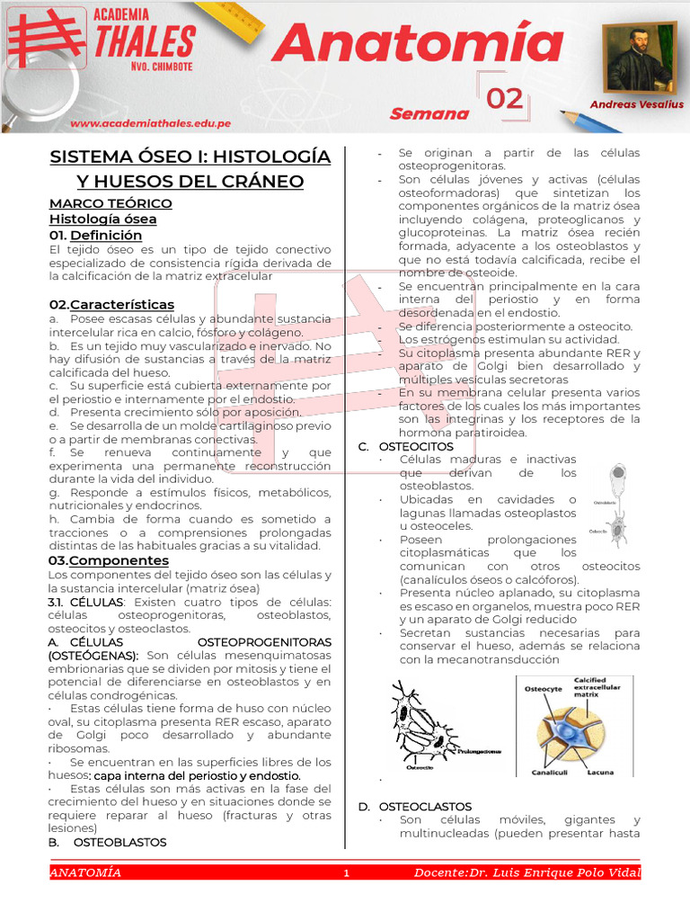 Anatomia Sem 2 | PDF | Hueso | Cráneo