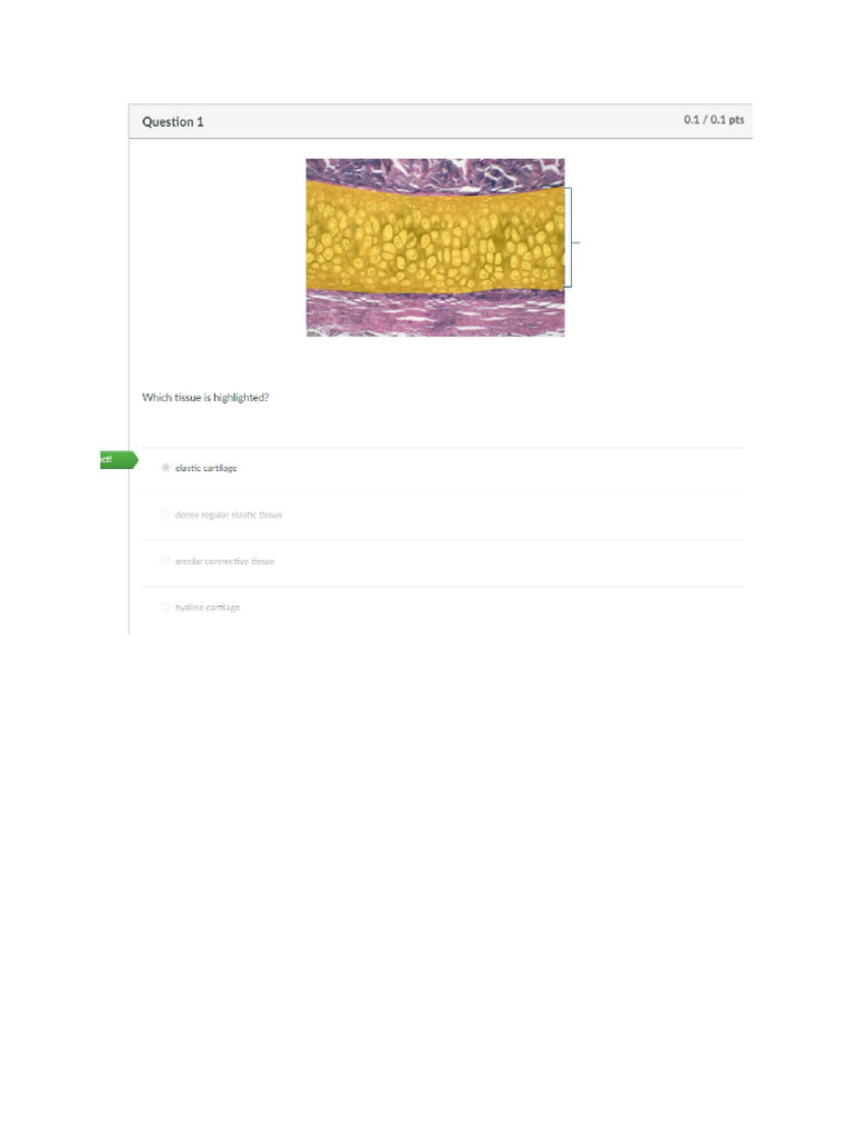 Practice Histology_Connective Tissue exam responses | PDF