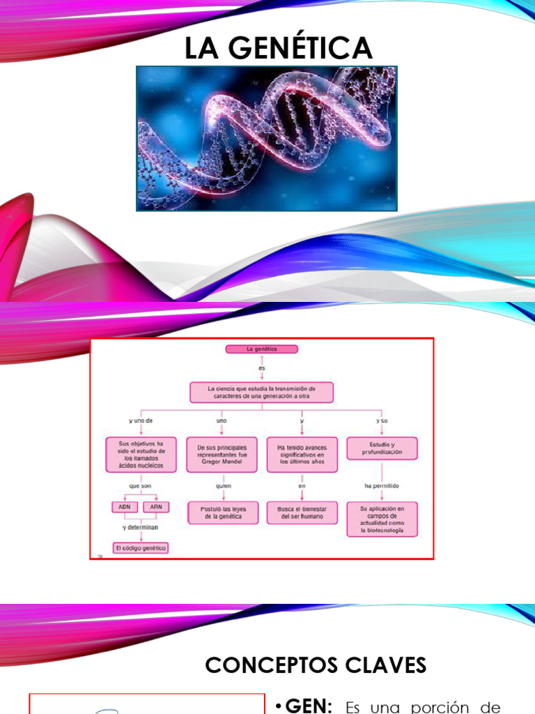 GENETICA -2024 | PDF | Dominancia (Genética) | Cigosidad