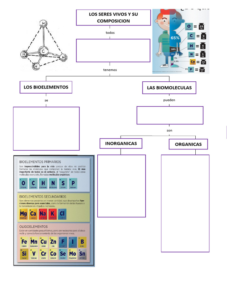 Bioelementos y Biomoleculas | PDF
