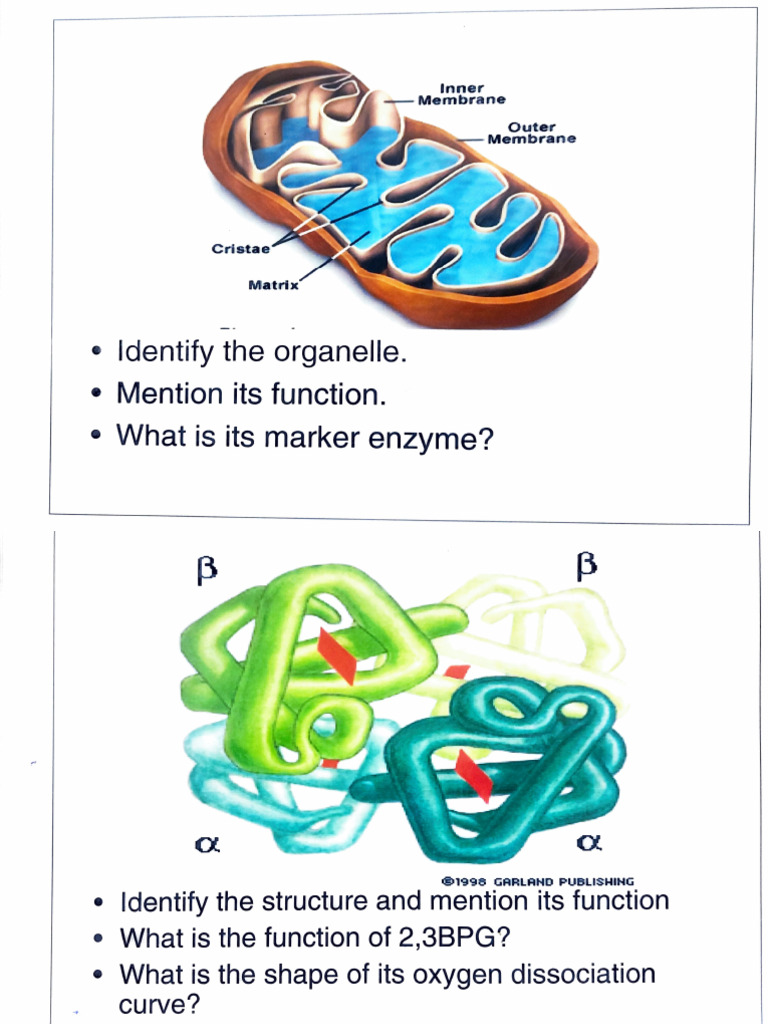 Ospe Response Charts | PDF | Vitamin | Vitamin C