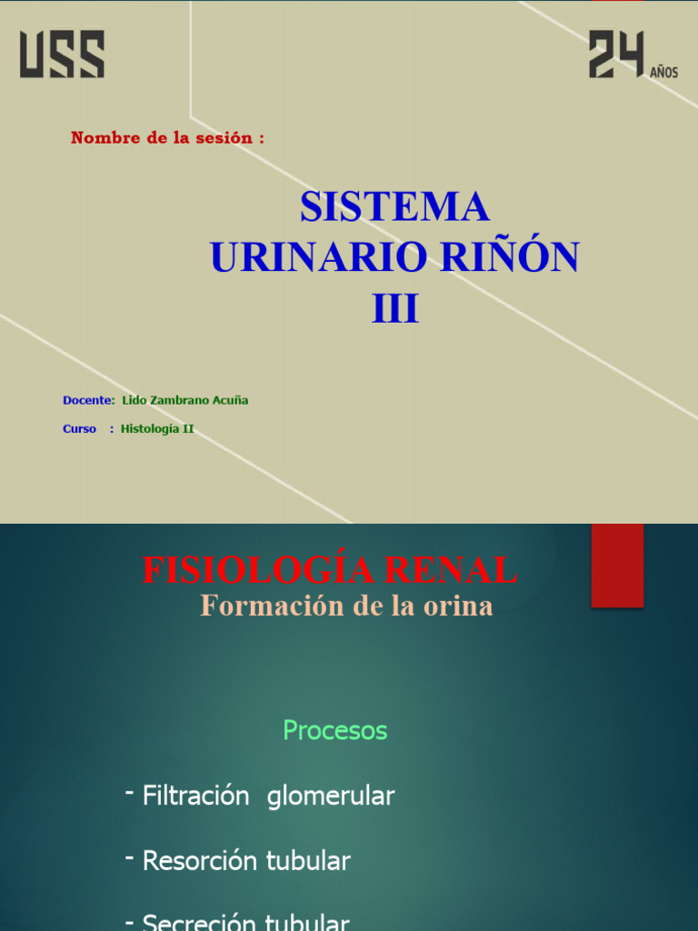 Fisiología y Anatomía del Sistema Urinario | PDF | Sistema urinario | Riñón