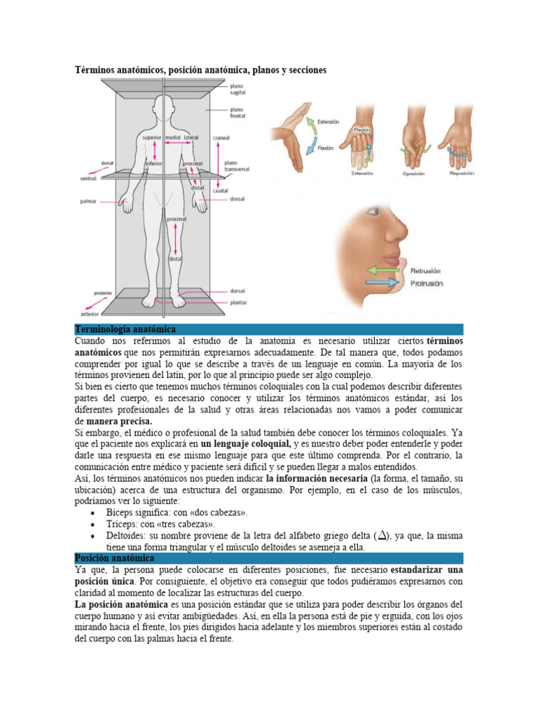 Terminos Anatómicos Estudio | PDF | Mano | Anatomía