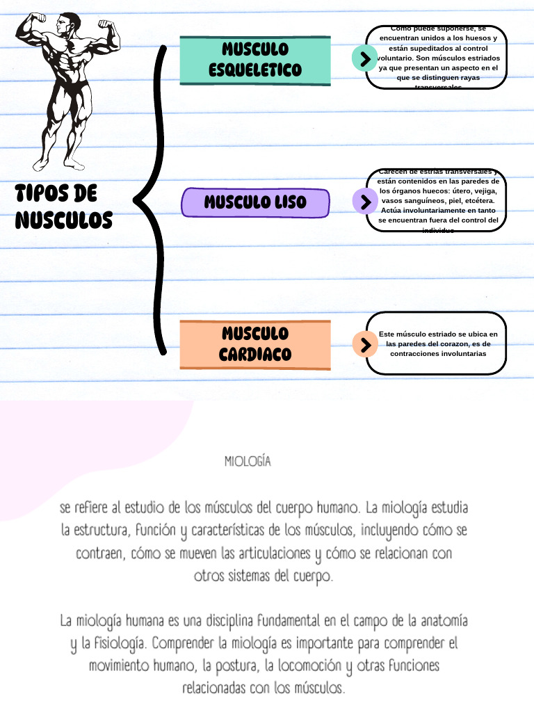 Hábitos Saludables | PDF | Músculo | Contracción muscular