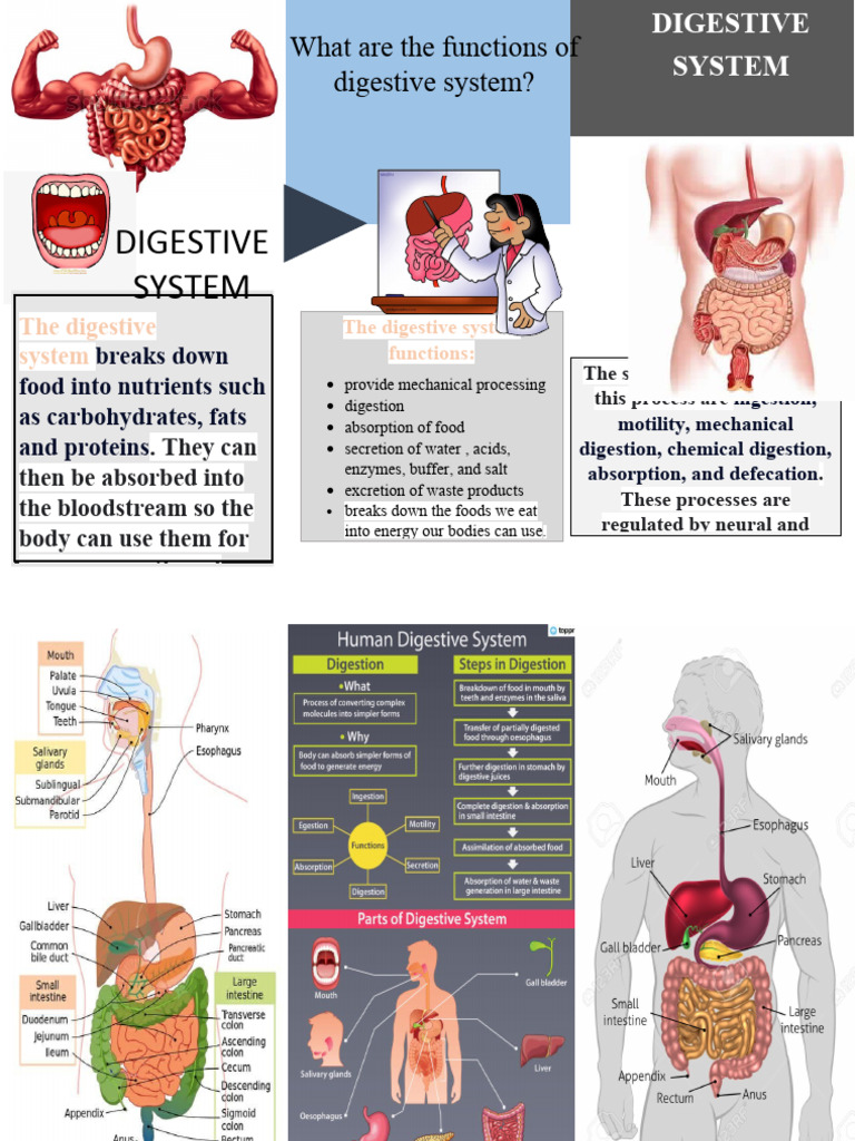 Digestive System Functions Explained | PDF